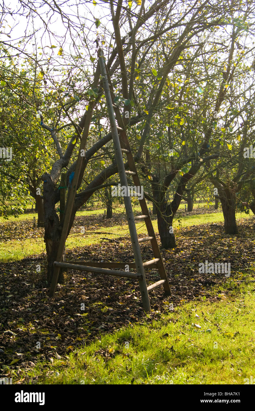 Plum orchard showing a traditional wooden orchard ladder Stock Photo ...