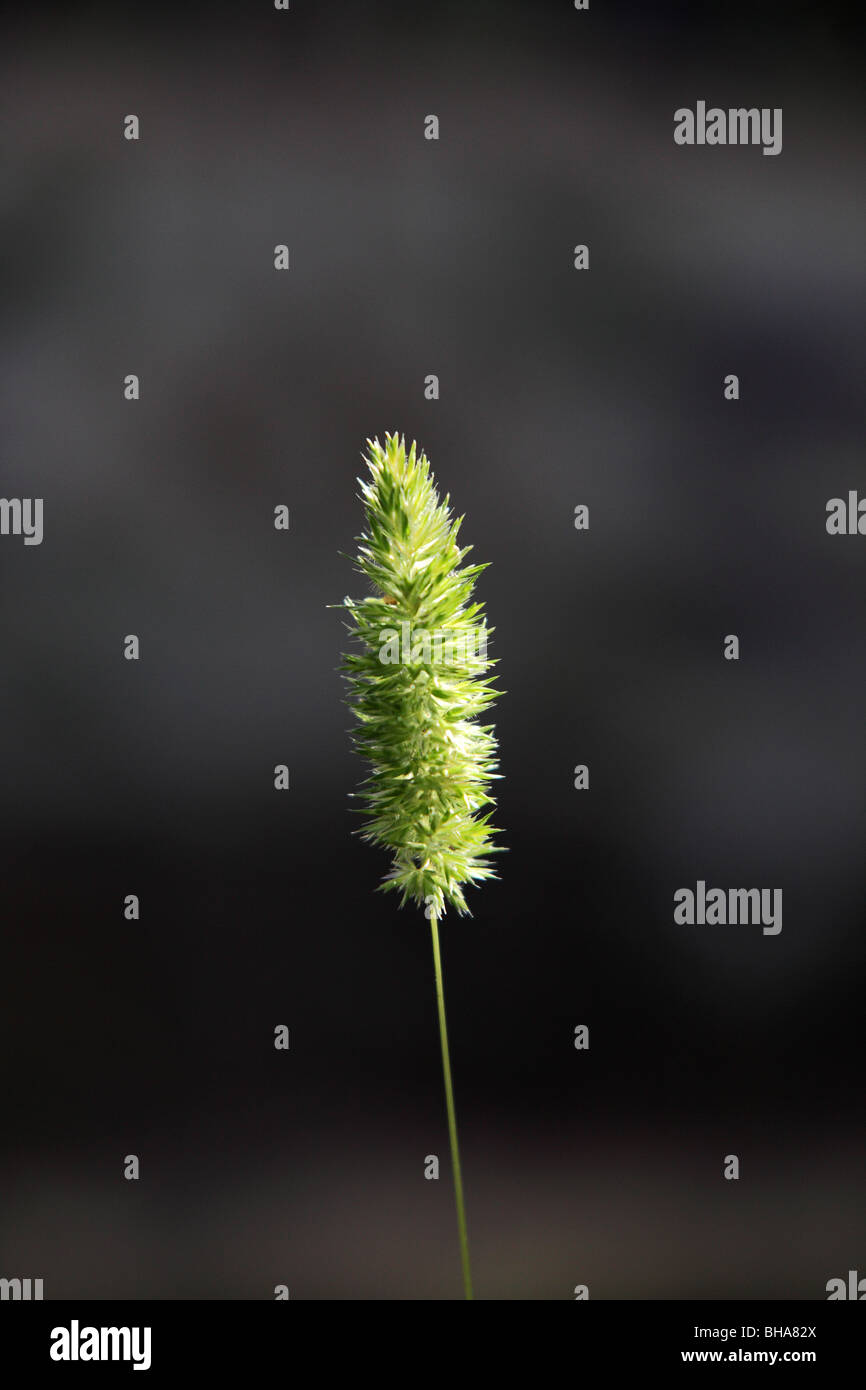 Grasshead hi-res stock photography and images - Alamy