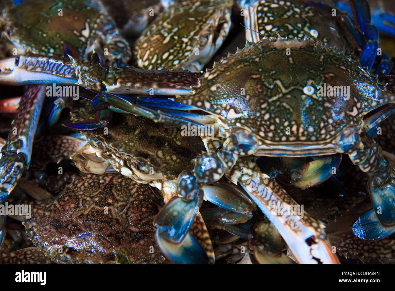Africa Fish Maputo Market Mozambique Shellfish Stock Photo - Alamy