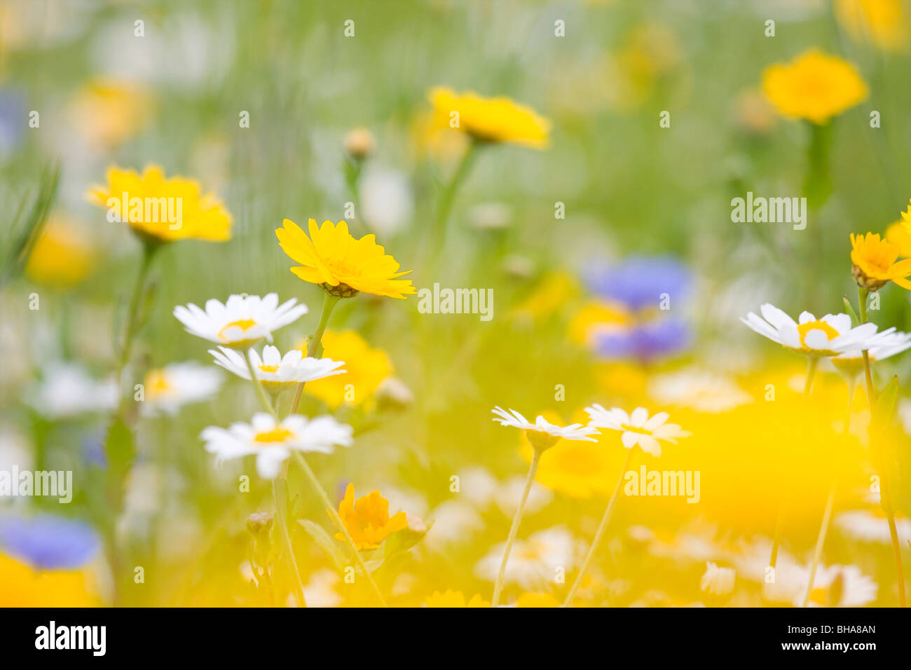 Cornflower yellow color hi-res stock photography and images - Alamy