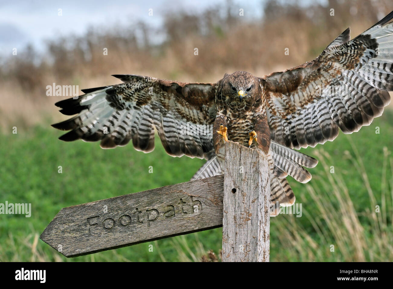 Buzzards uk hi-res stock photography and images - Alamy