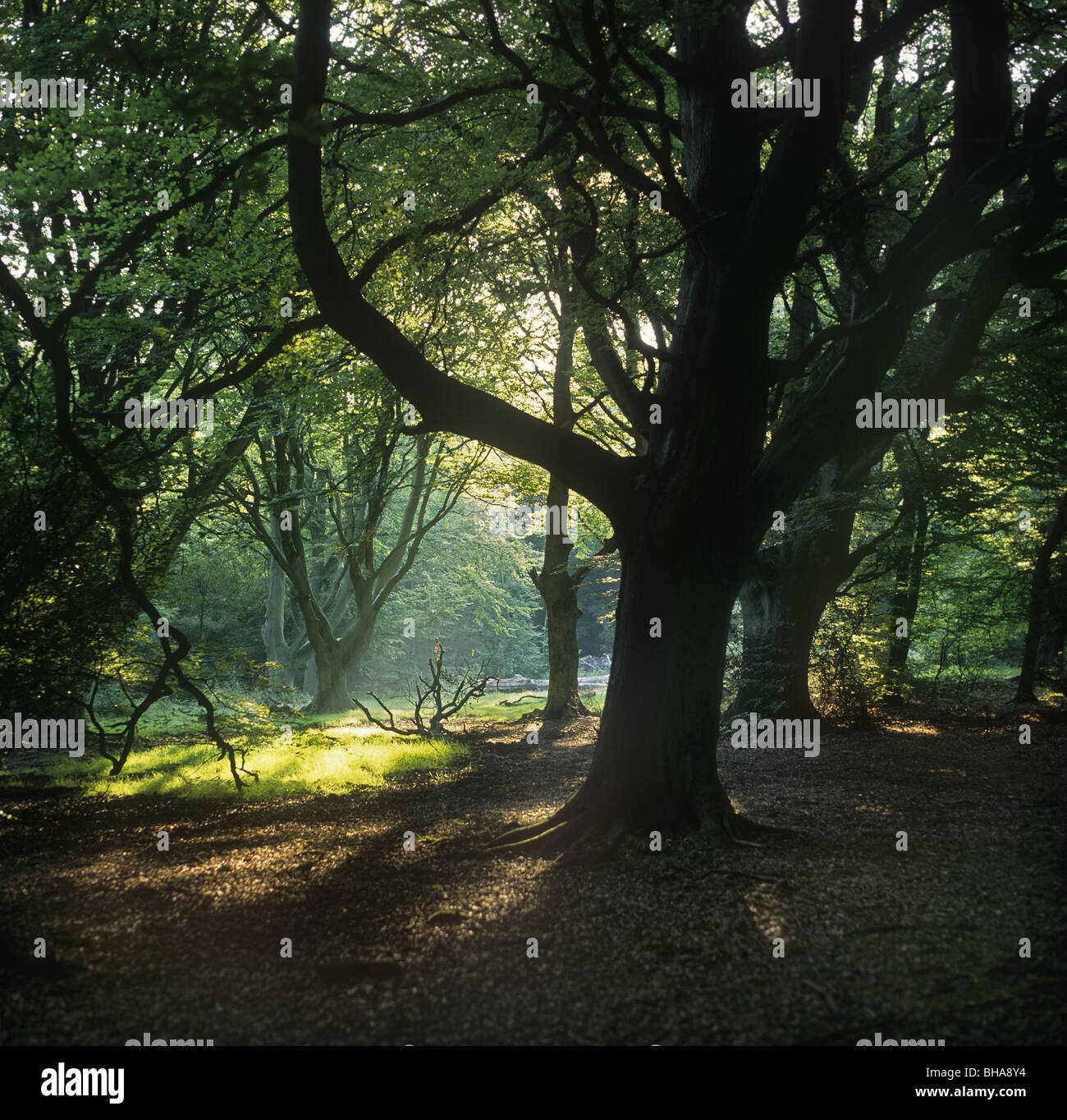 Frithsden Beeches Fagus sylvatica on an early autumn morning October ...