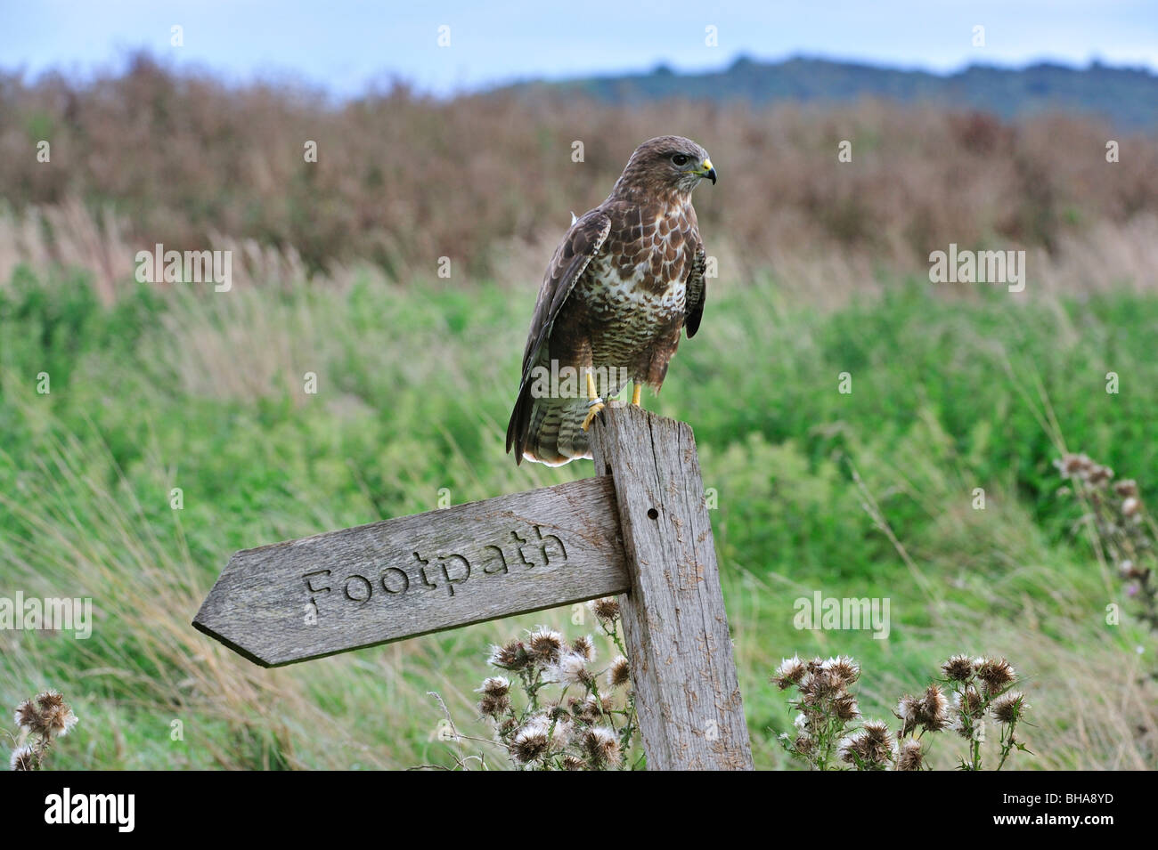Captive buteo buteo buzzard common buzzard hi-res stock photography and ...