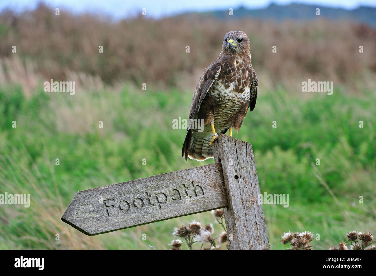 Common buzzard (Buteo buteo) perched on signpost in field, UK Stock ...