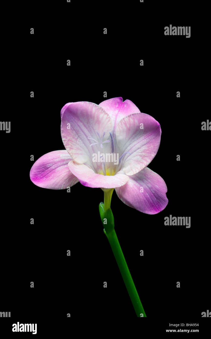 Freesia flower hi-res stock photography and images - Alamy