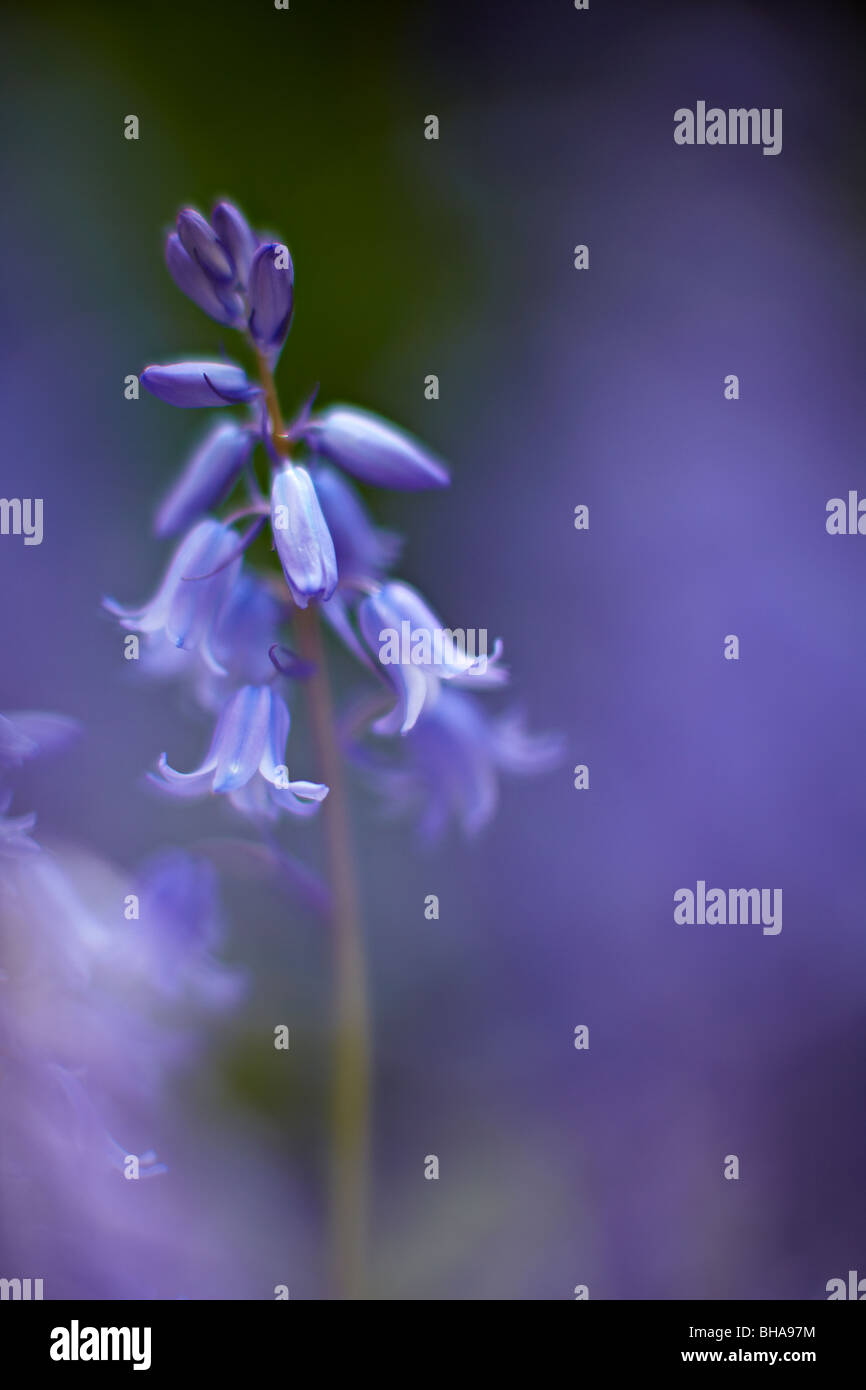 detail of a bluebell in Batcombe Wood, Dorset, England, UK Stock Photo ...