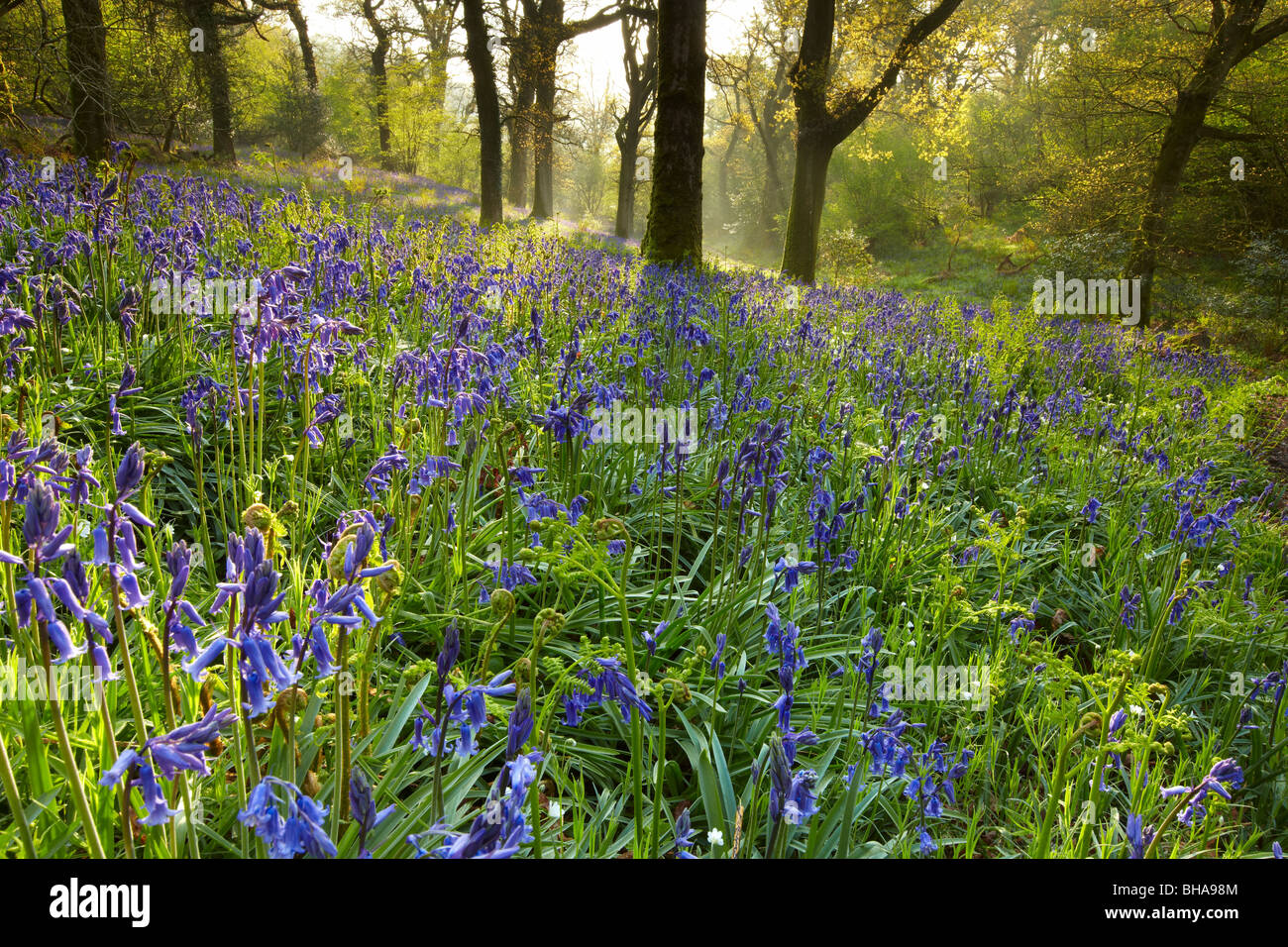 Native bluebells in woods hi-res stock photography and images - Alamy