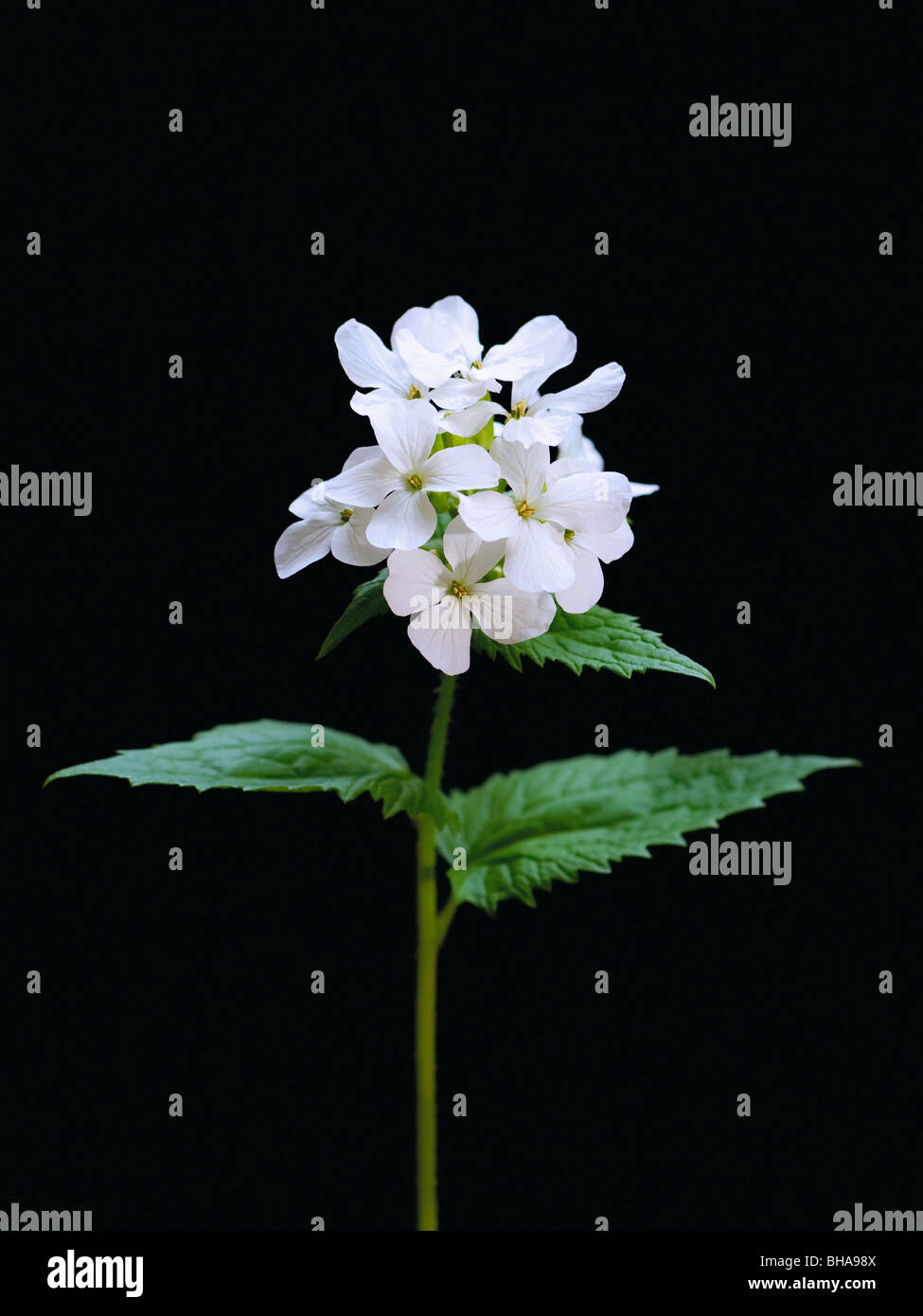 Honesty flower hi-res stock photography and images - Alamy