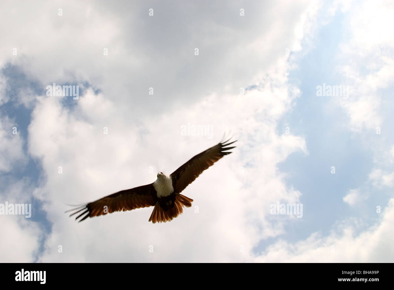 Eagle in Flight Stock Photo - Alamy