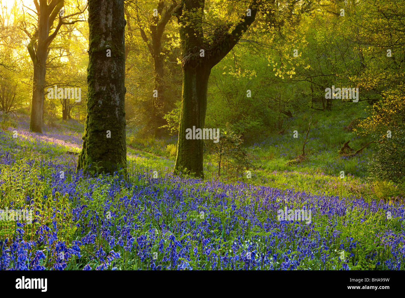 bluebells in the woods at Batcombe at dawn, Dorset, England, UK Stock ...