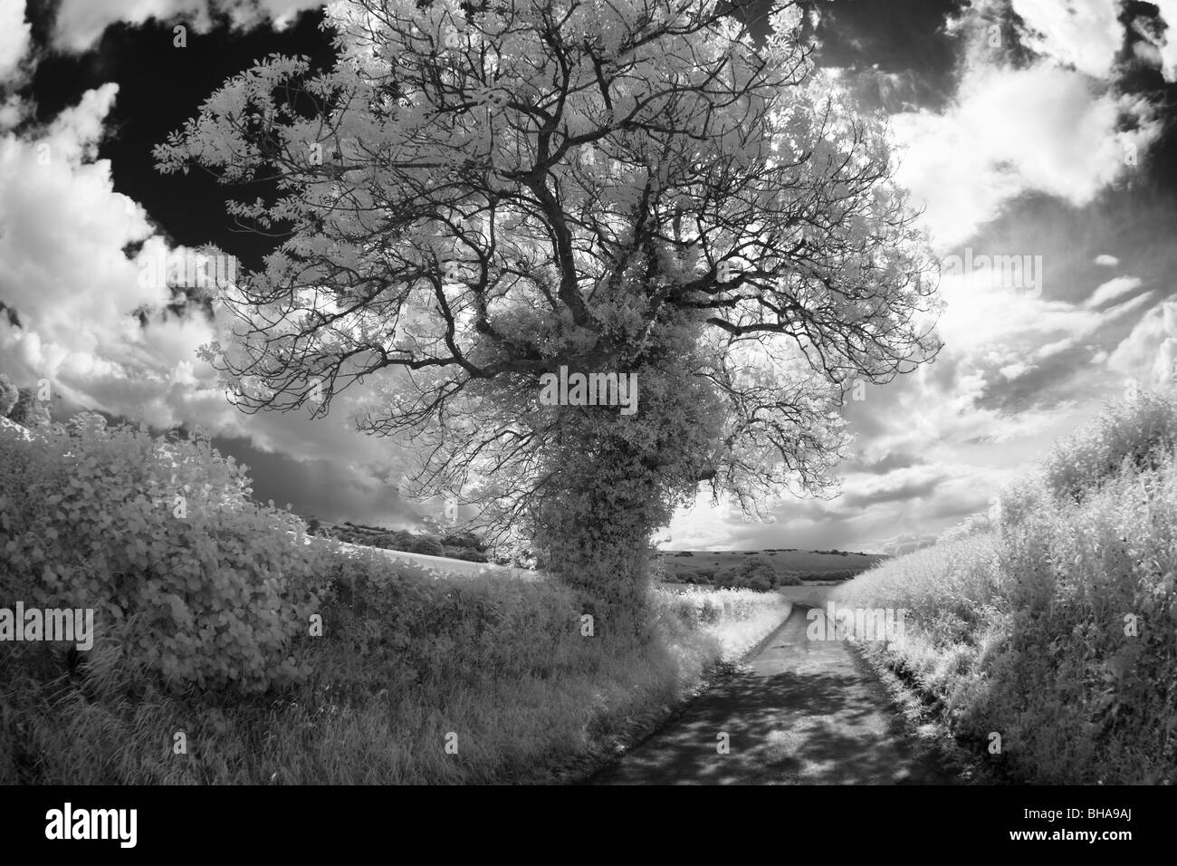 Country lane hi-res stock photography and images - Alamy