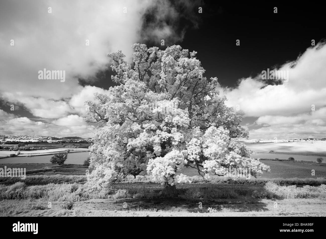 trees at Minterne Magna, Dorset, England, UK Stock Photo - Alamy