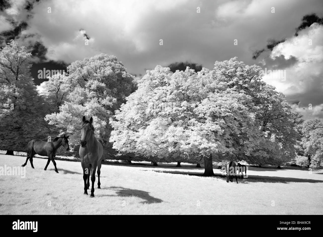 horses at Minterne Magna, Dorset, England, UK Stock Photo - Alamy