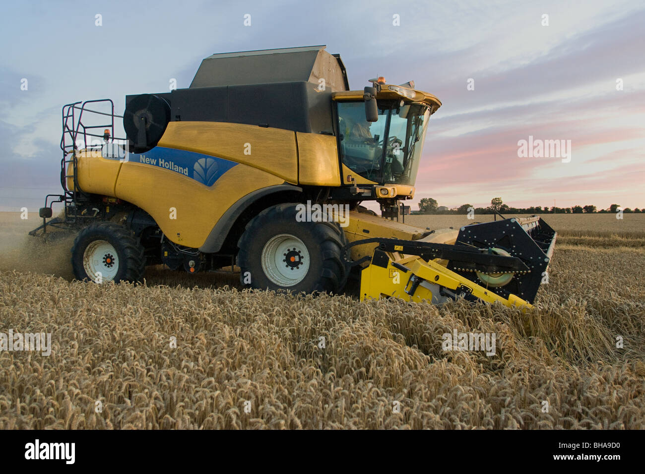 Combine Harvesting Wheat Stock Photo - Alamy