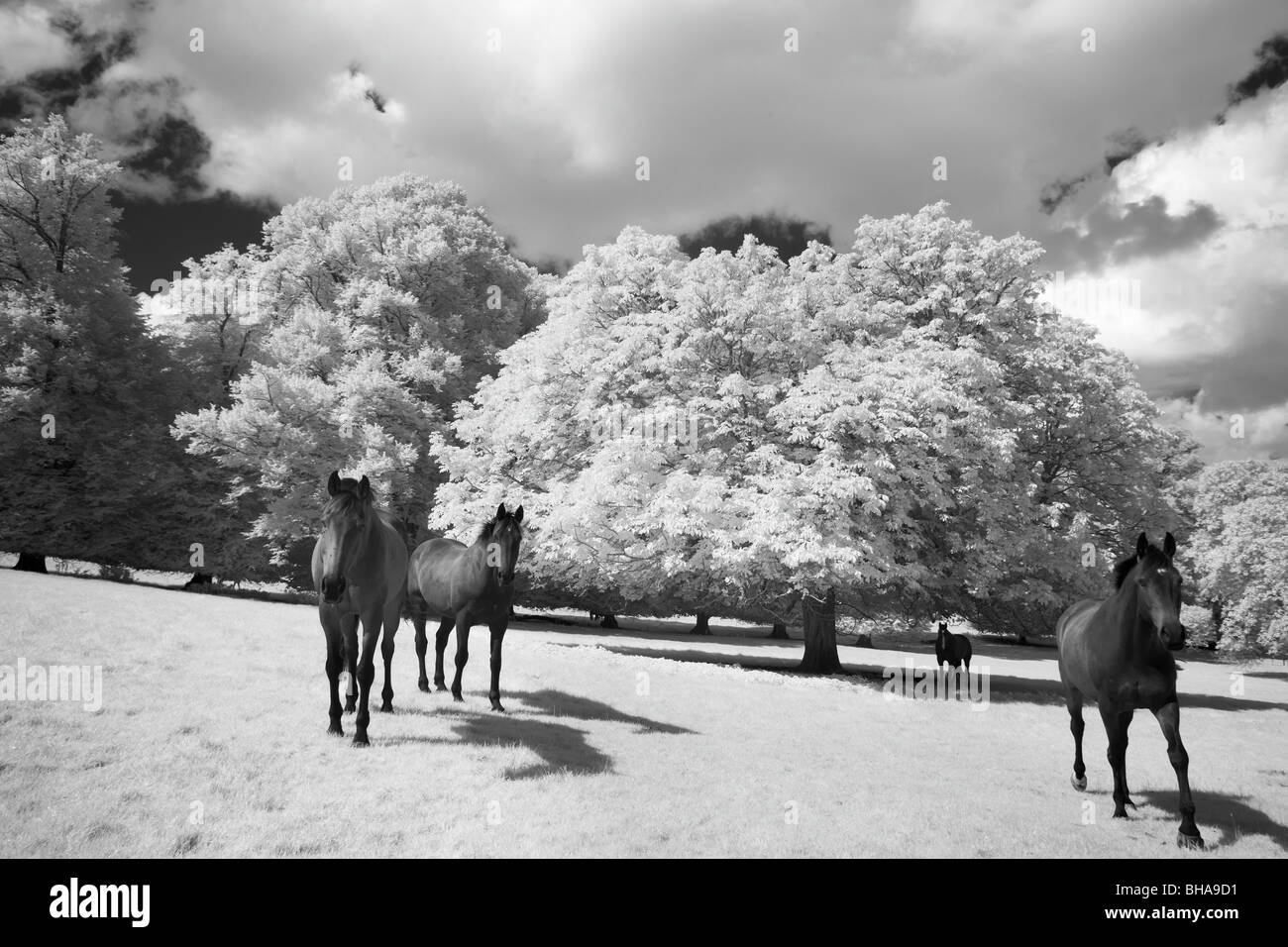 horses at Minterne Magna, Dorset, England, UK Stock Photo - Alamy