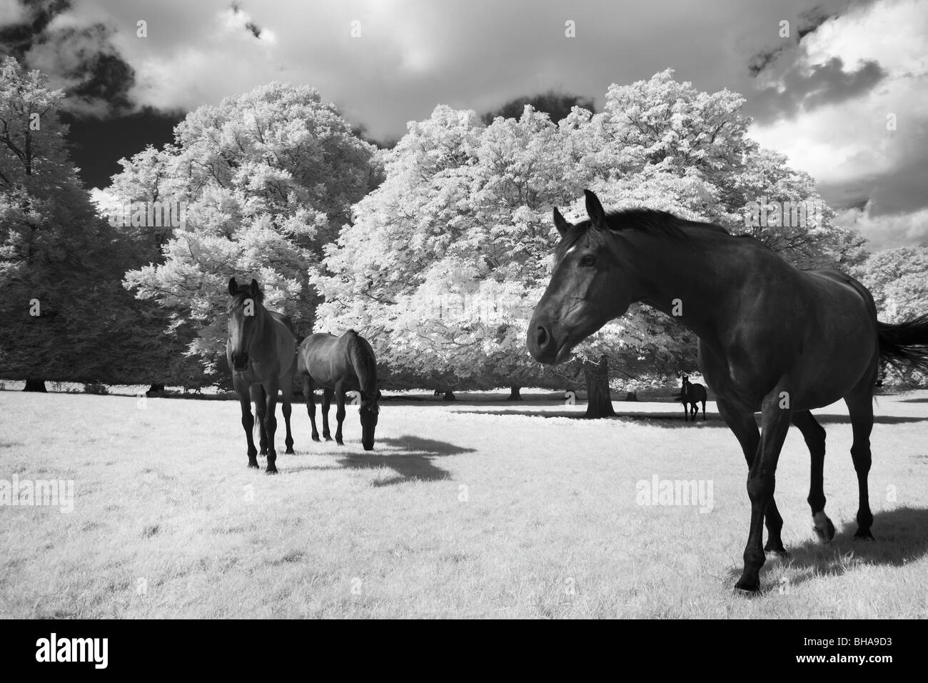 horses at Minterne Magna, Dorset, England, UK Stock Photo - Alamy