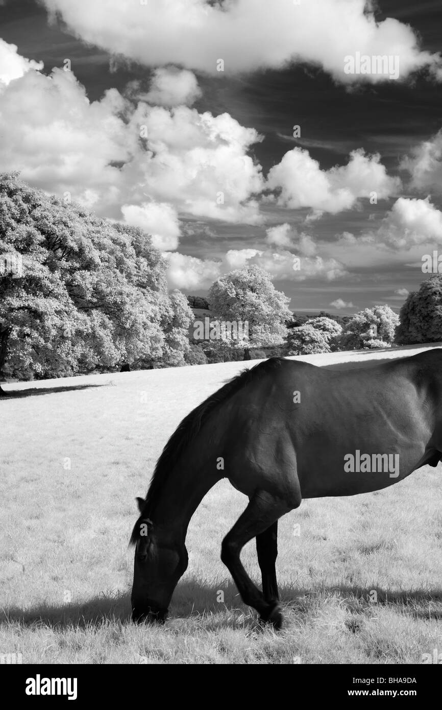 horses at Minterne Magna, Dorset, England, UK Stock Photo - Alamy