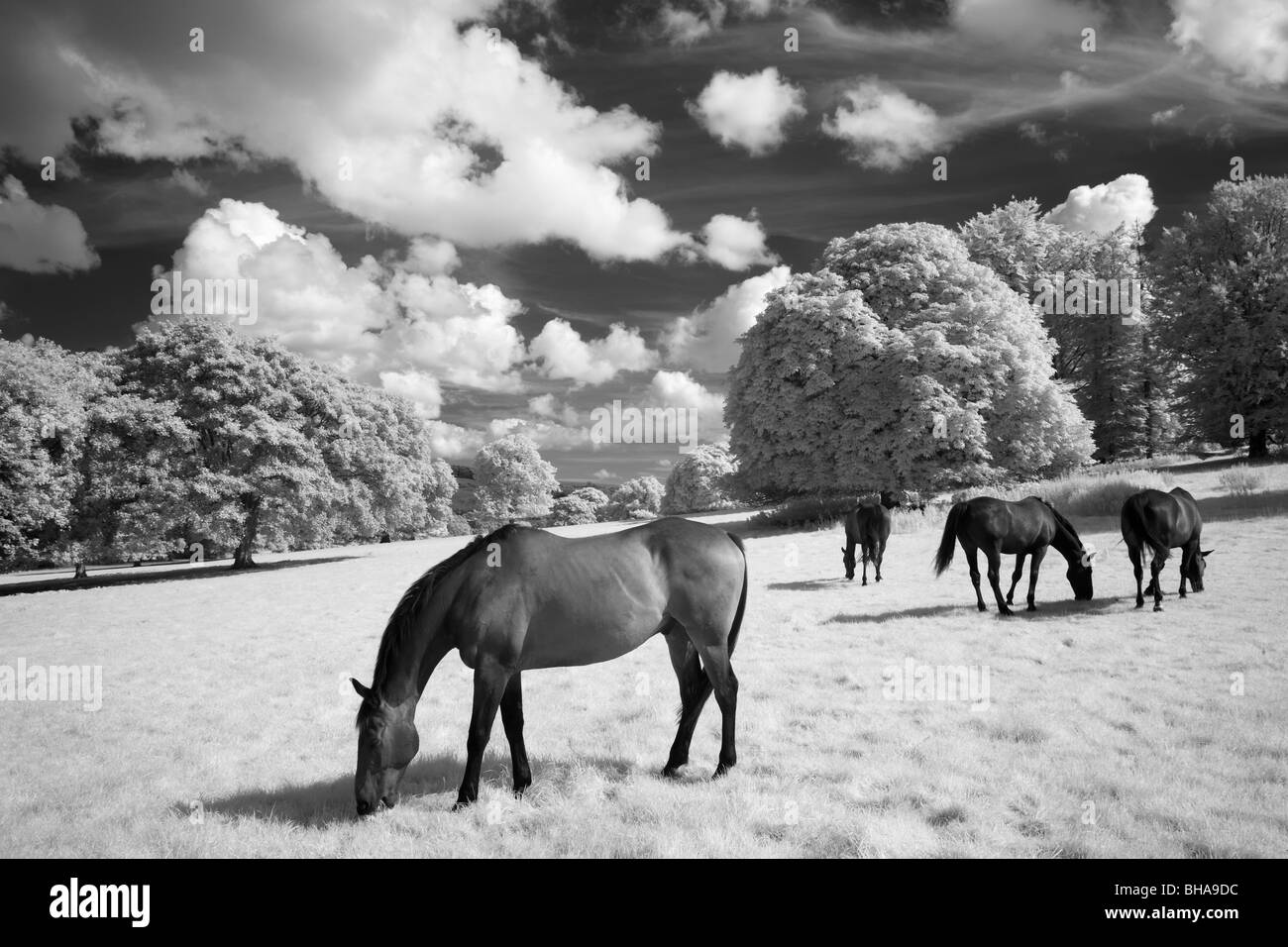 horses at Minterne Magna, Dorset, England, UK Stock Photo - Alamy