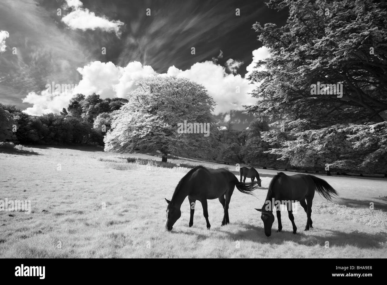 horses at Minterne Magna, Dorset, England, UK Stock Photo - Alamy
