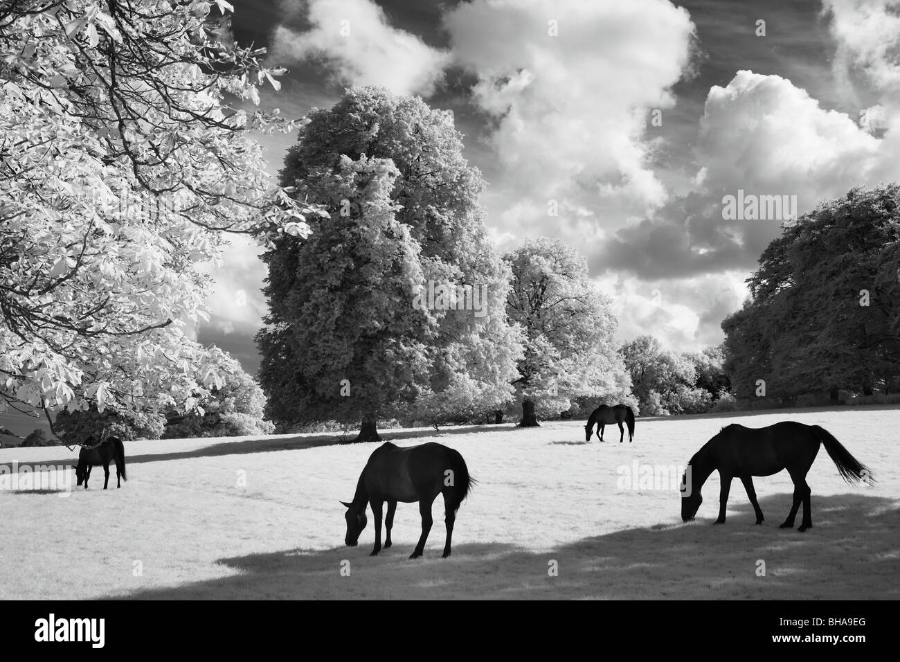 horses at Minterne Magna, Dorset, England, UK Stock Photo - Alamy