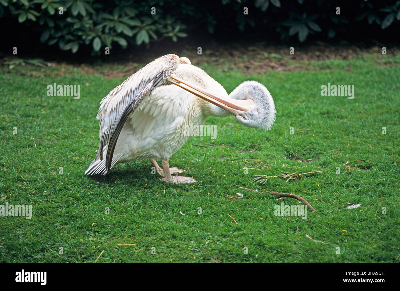 white pelican cleaning itself Stock Photo - Alamy