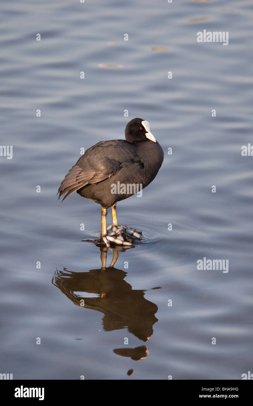 Coot in habitat hi-res stock photography and images - Alamy