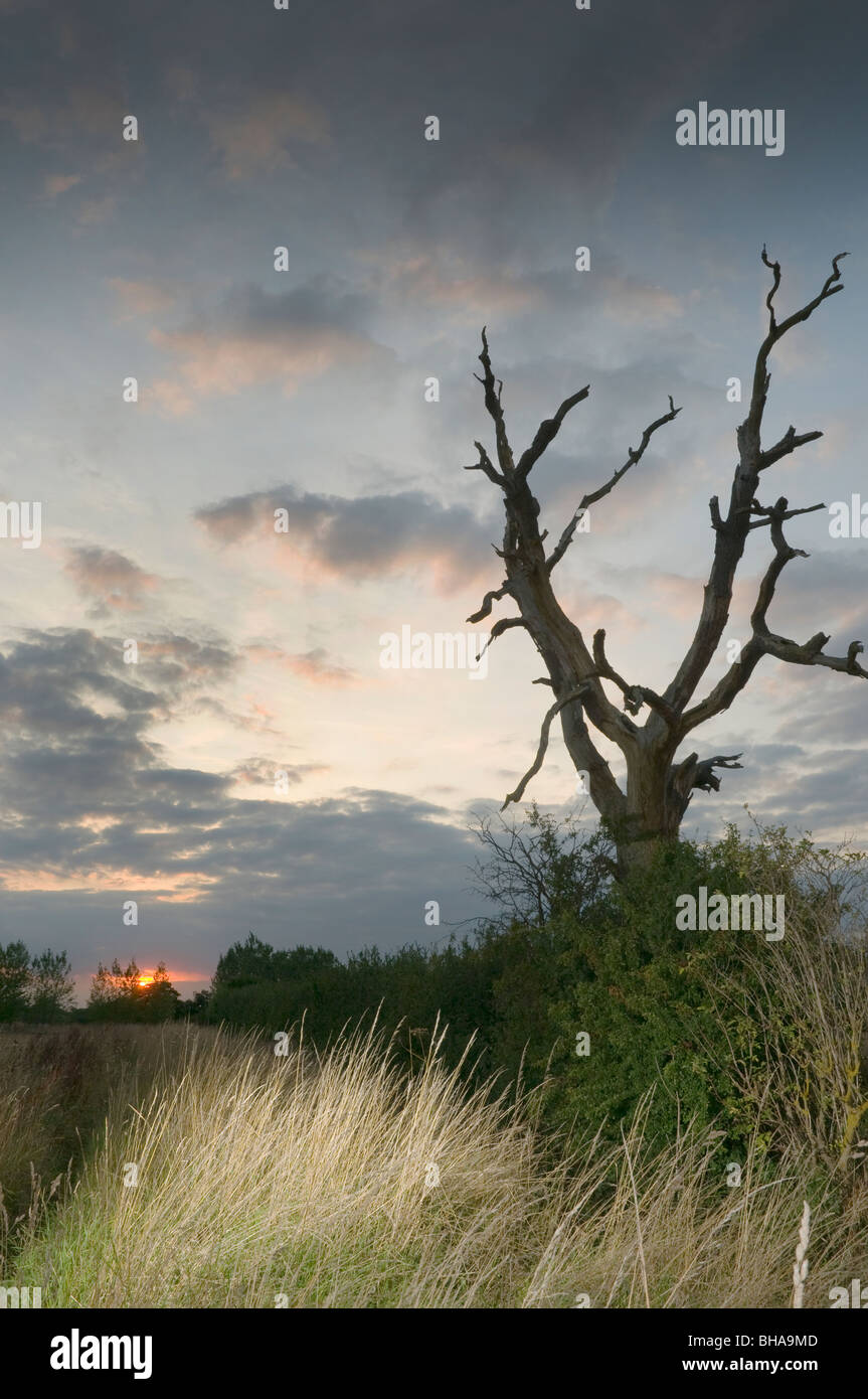 A dead tree marks the path along the Torpel Way between Helpston and ...
