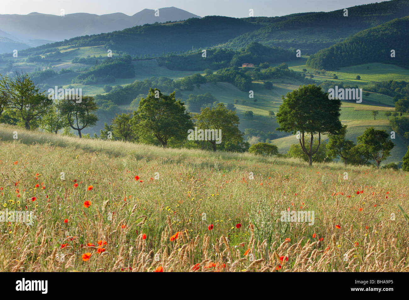 a field of poppies in the Valnerina nr Preci, Umbria, Italy Stock Photo ...