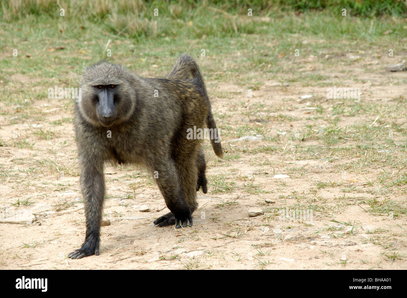 Chimp hand hi-res stock photography and images - Alamy
