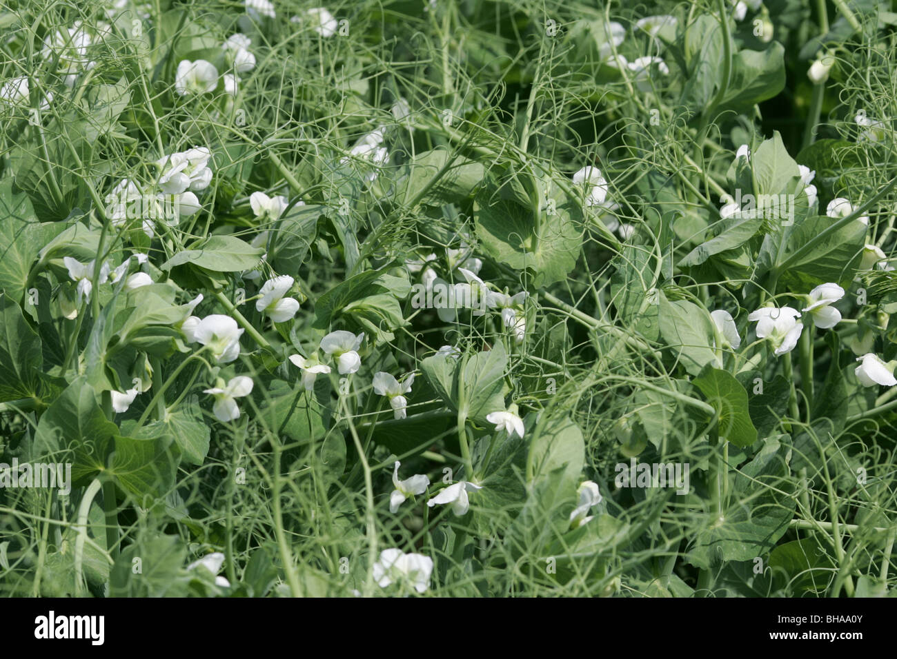 Peas In Flower Stock Photo - Alamy