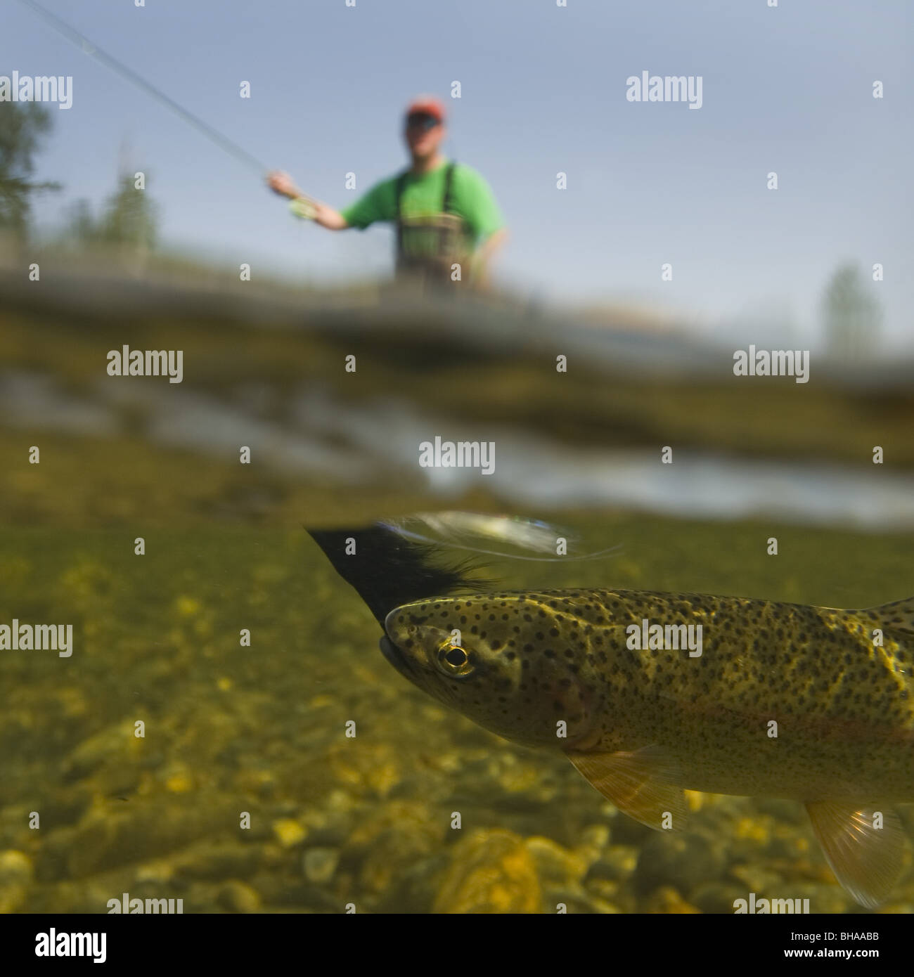 Montana Creek Trout Fishing at Christopher Doyle blog