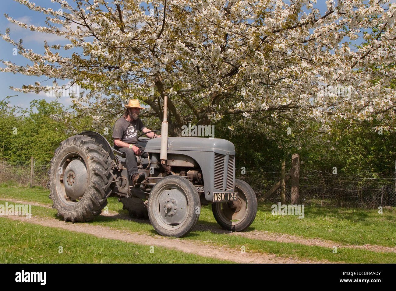 1950s Grey Fergie Tractor Stock Photo - Alamy