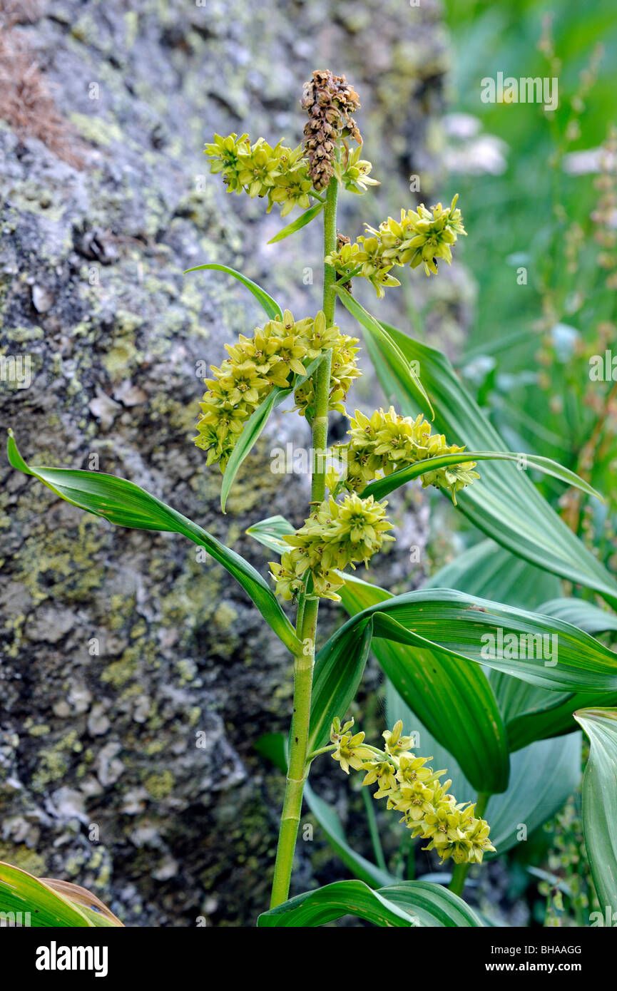European White Hellebore / False Helleborine (Veratrum album) in flower ...