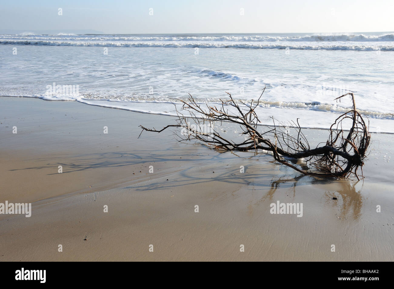 Washed up tree Stock Photo - Alamy