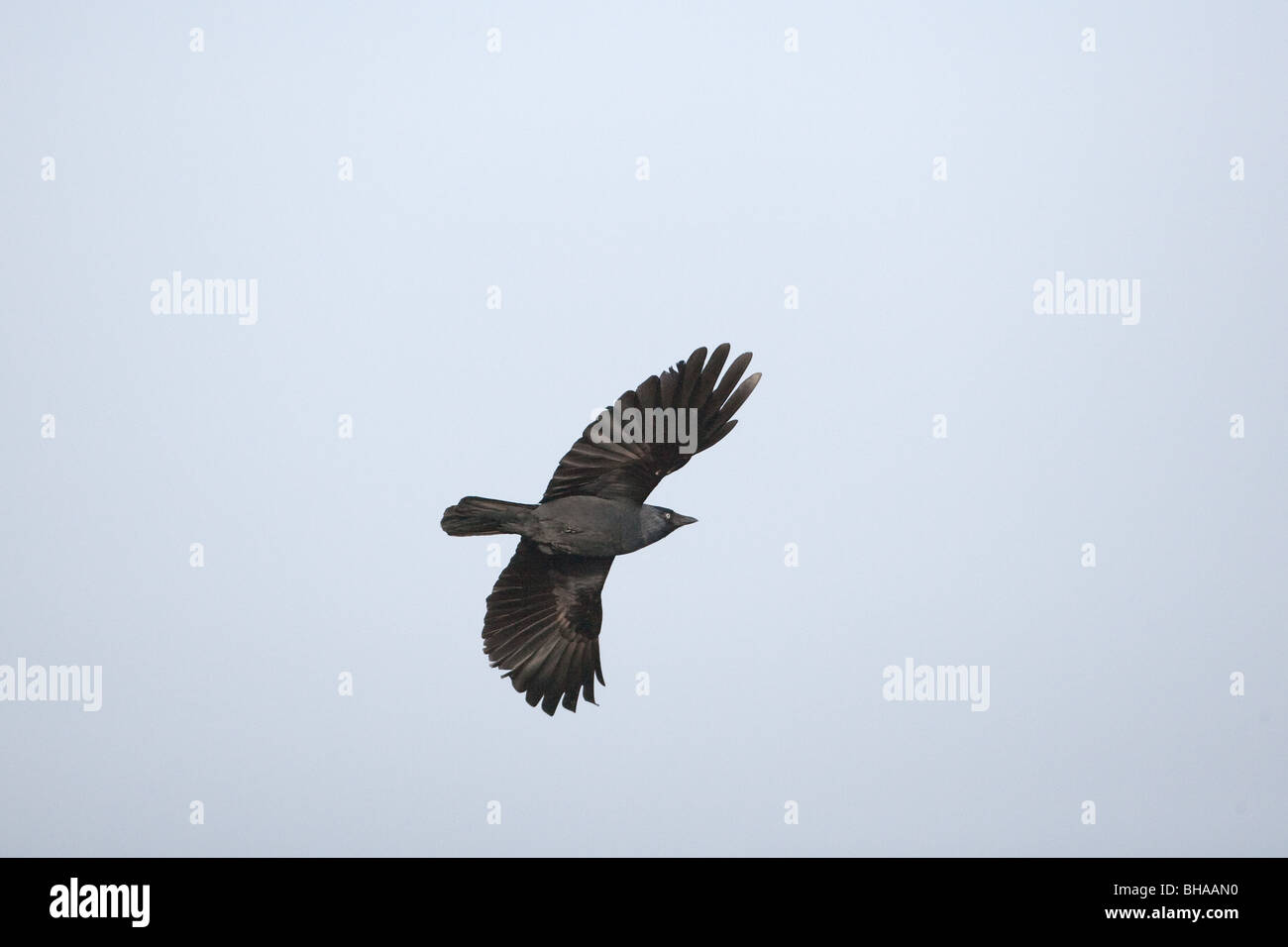 Jackdaw Corvus monedula in flight Stock Photo - Alamy