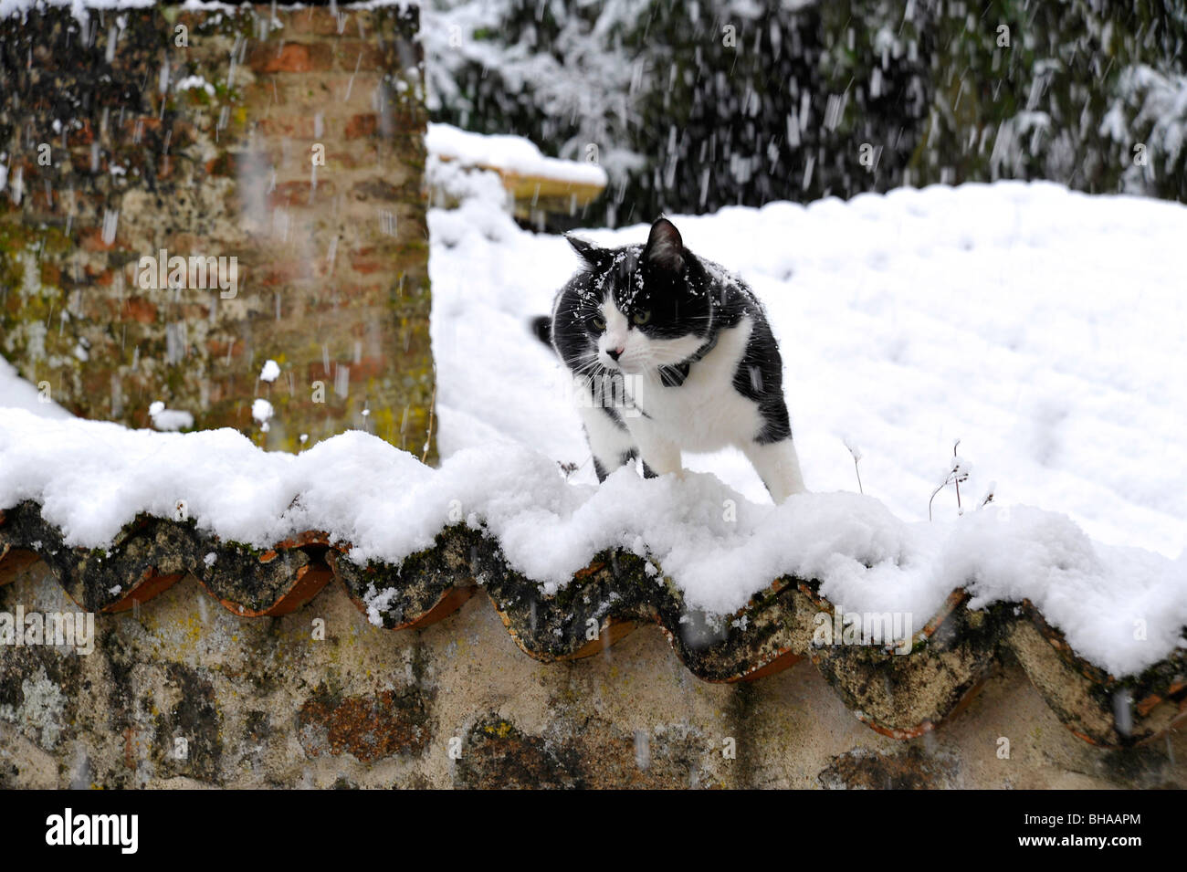 Funny Winter Pictures With Animals