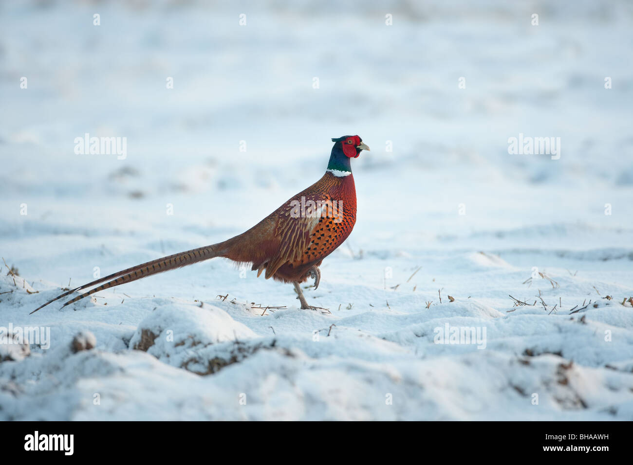 Pheasants tail hi-res stock photography and images - Alamy