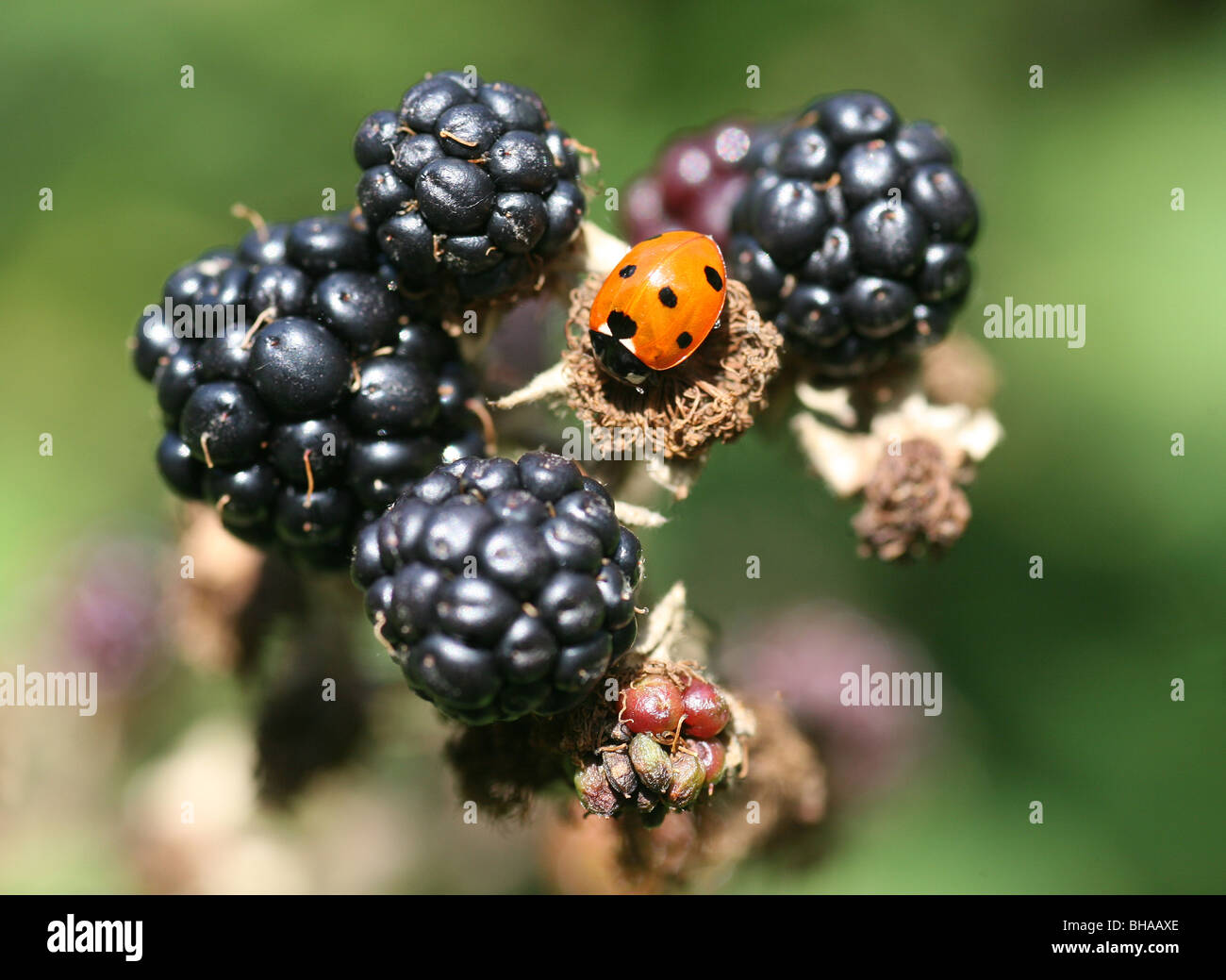 Ladybird ladybug hi-res stock photography and images - Alamy