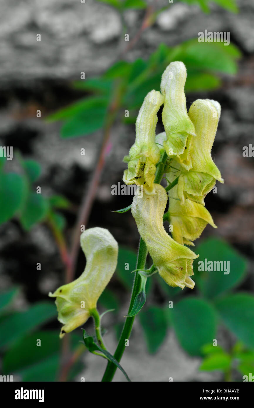 Wolfsbane hi-res stock photography and images - Alamy