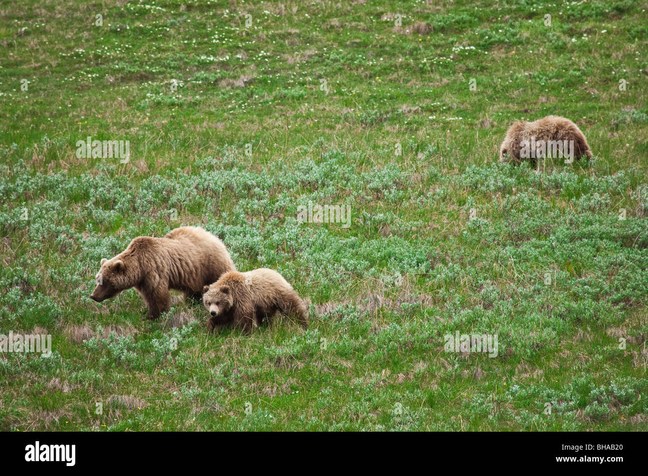 A grizzly sow and two older cubs walk and feed on the tundra in Sable ...