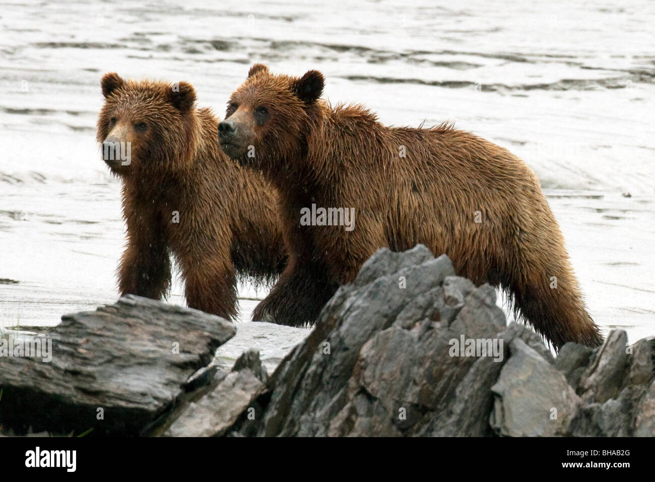 Brown bear picture hi-res stock photography and images - Alamy