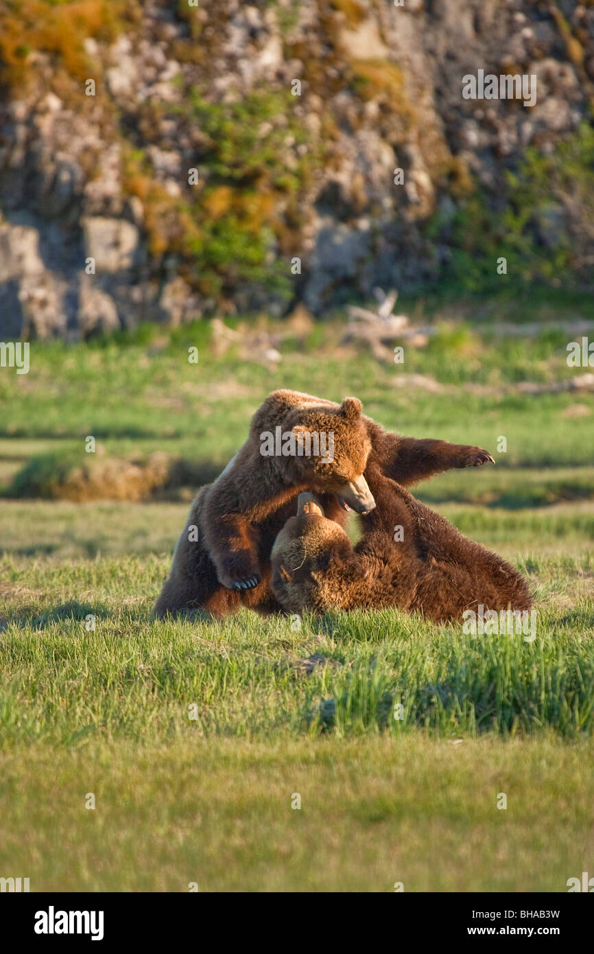 Two brown bears play fighting, Katmai National Park, Southwest Alaska ...