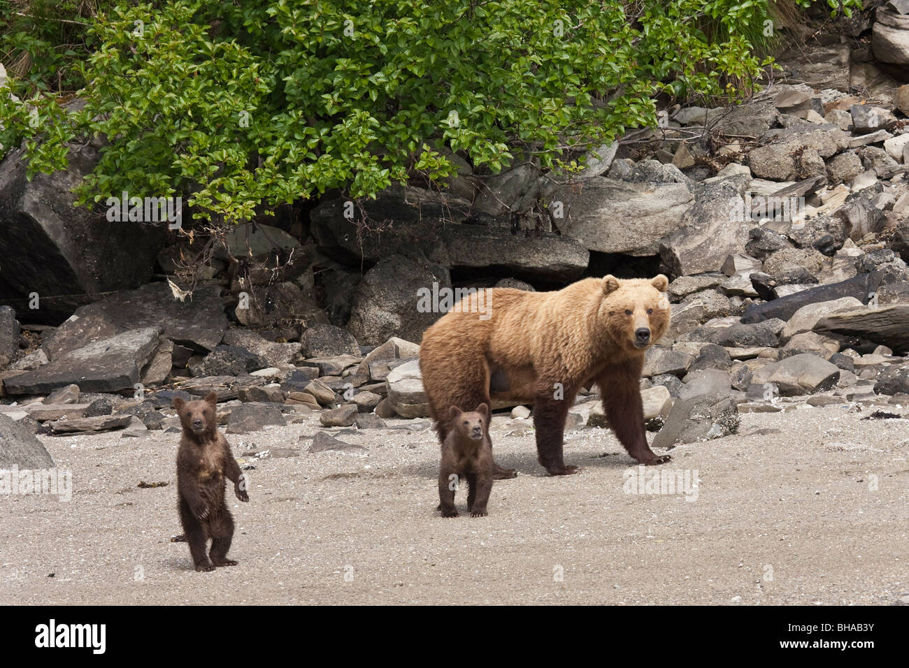A spring cub stands up while walking on a beach with mother and sibling ...