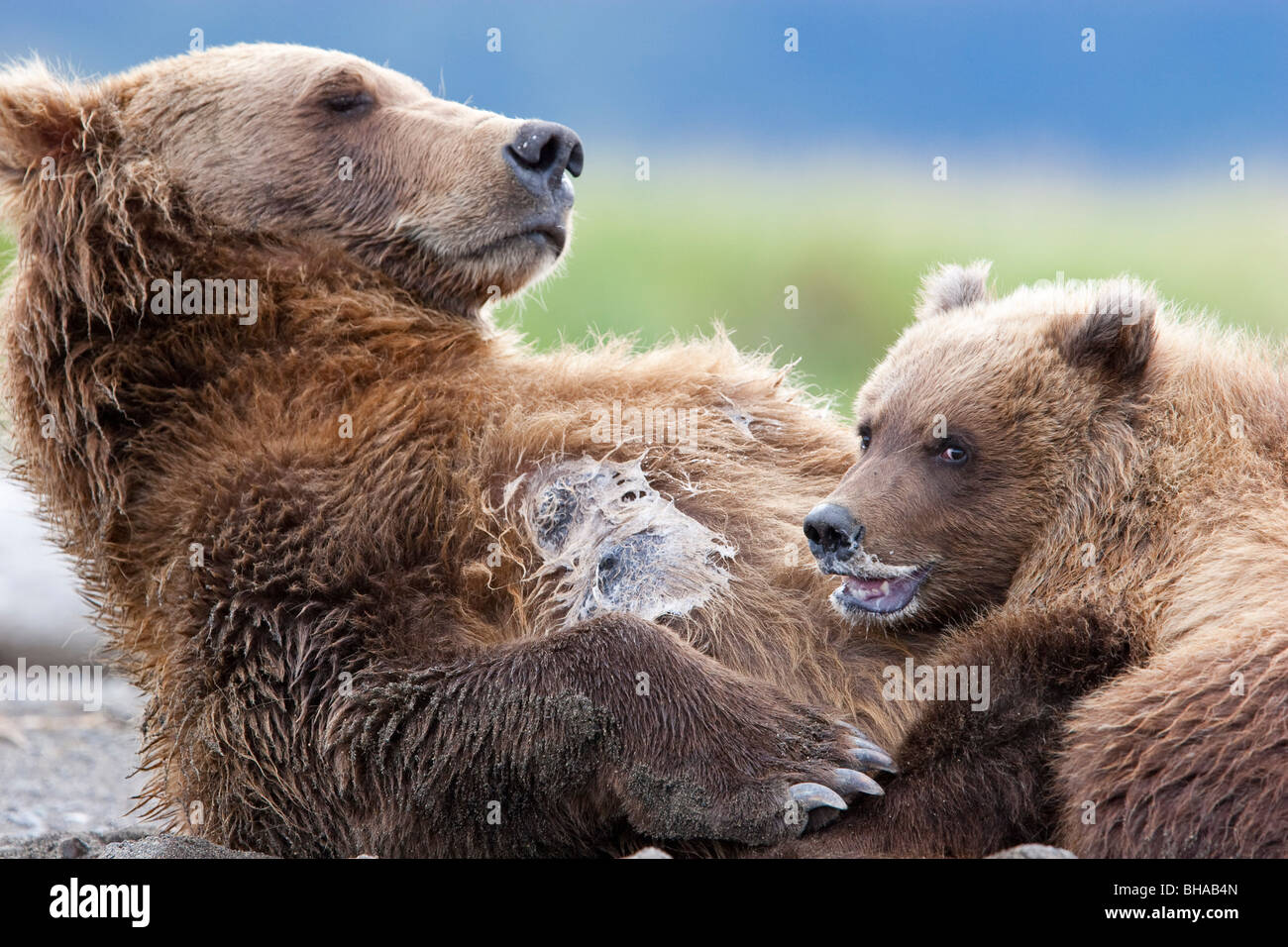 Brown bear sow nursing her spring cub in Hallo Bay, Katmai National ...