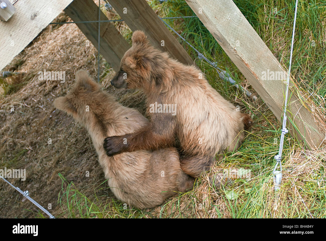 A yearling brown bear puts its arm around its sibling's shoulder ...