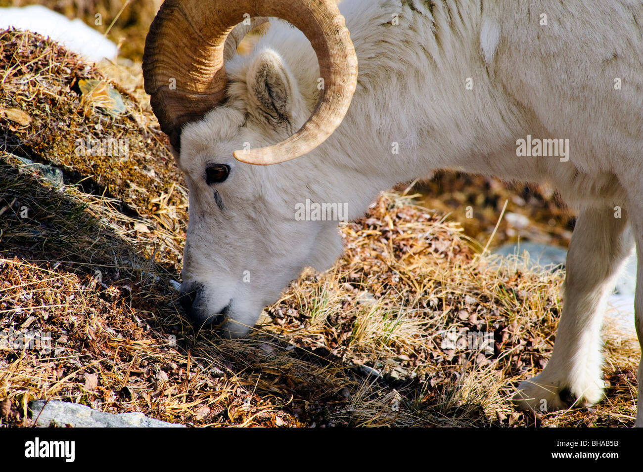 A close up of an adult ram Dall Sheep feeding on the tundra in Denali ...