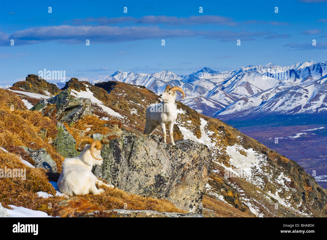 Outdoor resting sheep hi-res stock photography and images - Alamy