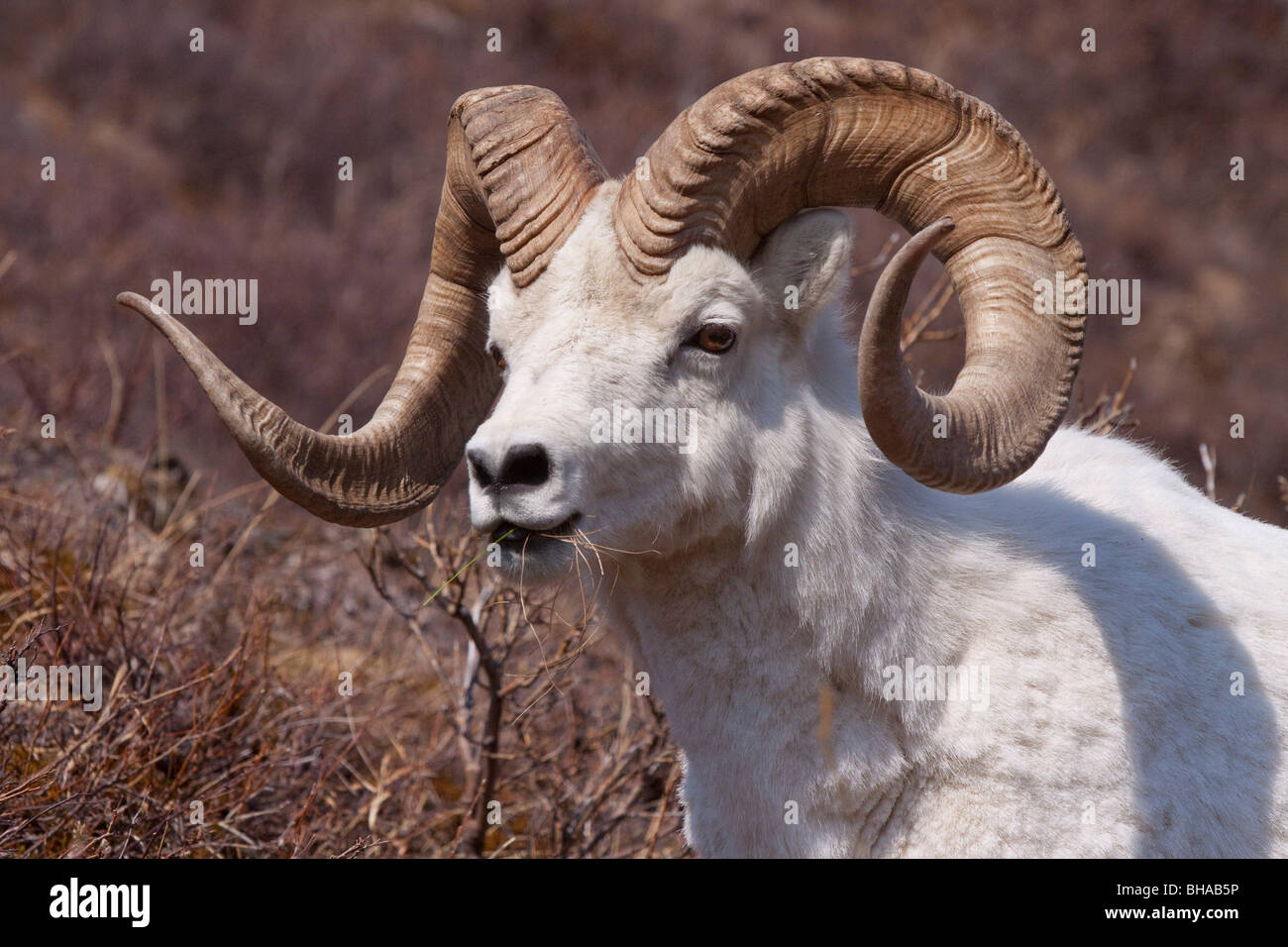 Close up portrait of a full-curl Dall Sheep ram, Denali National Park ...