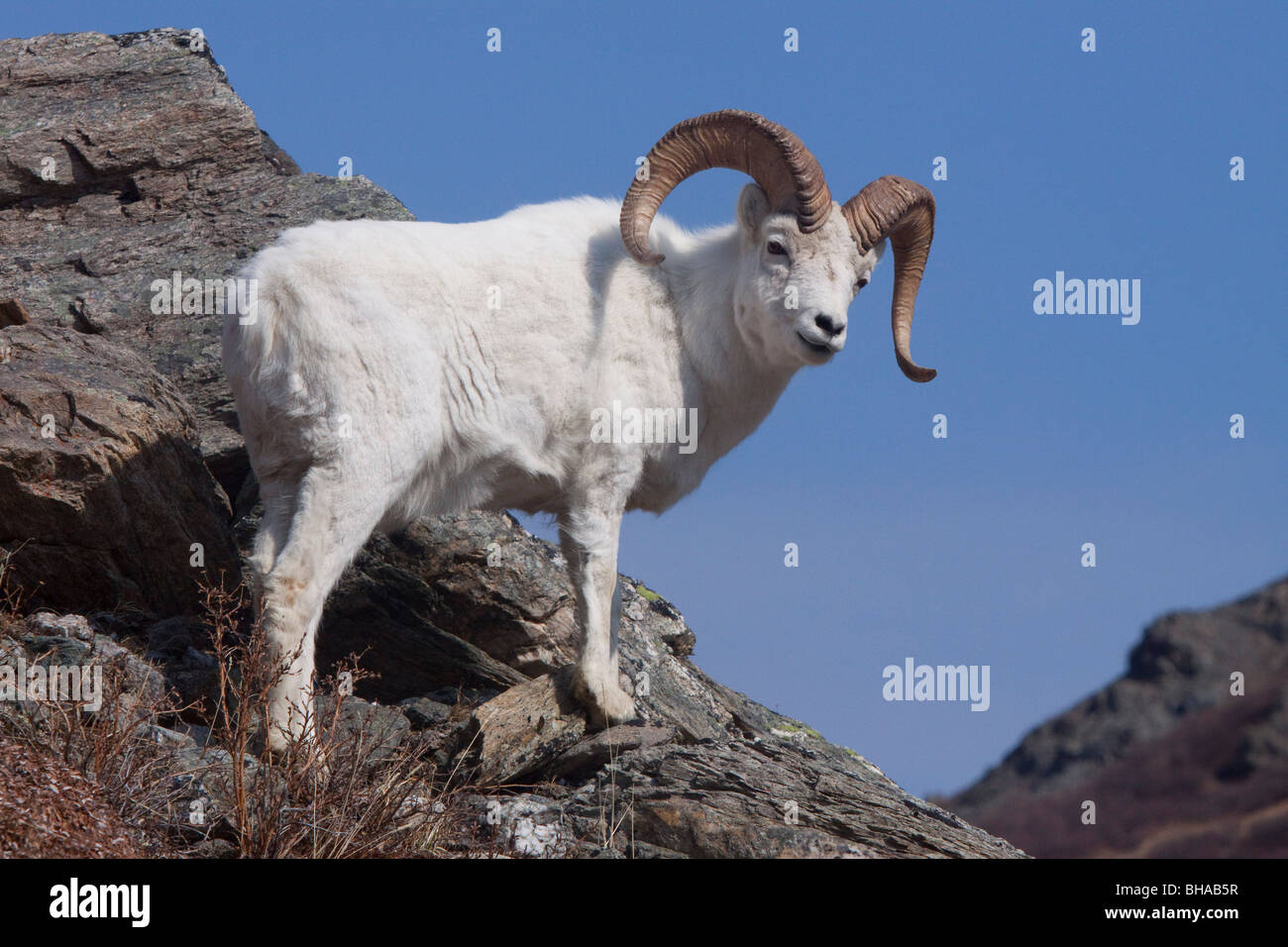 Sheep on the cliff hi-res stock photography and images - Alamy