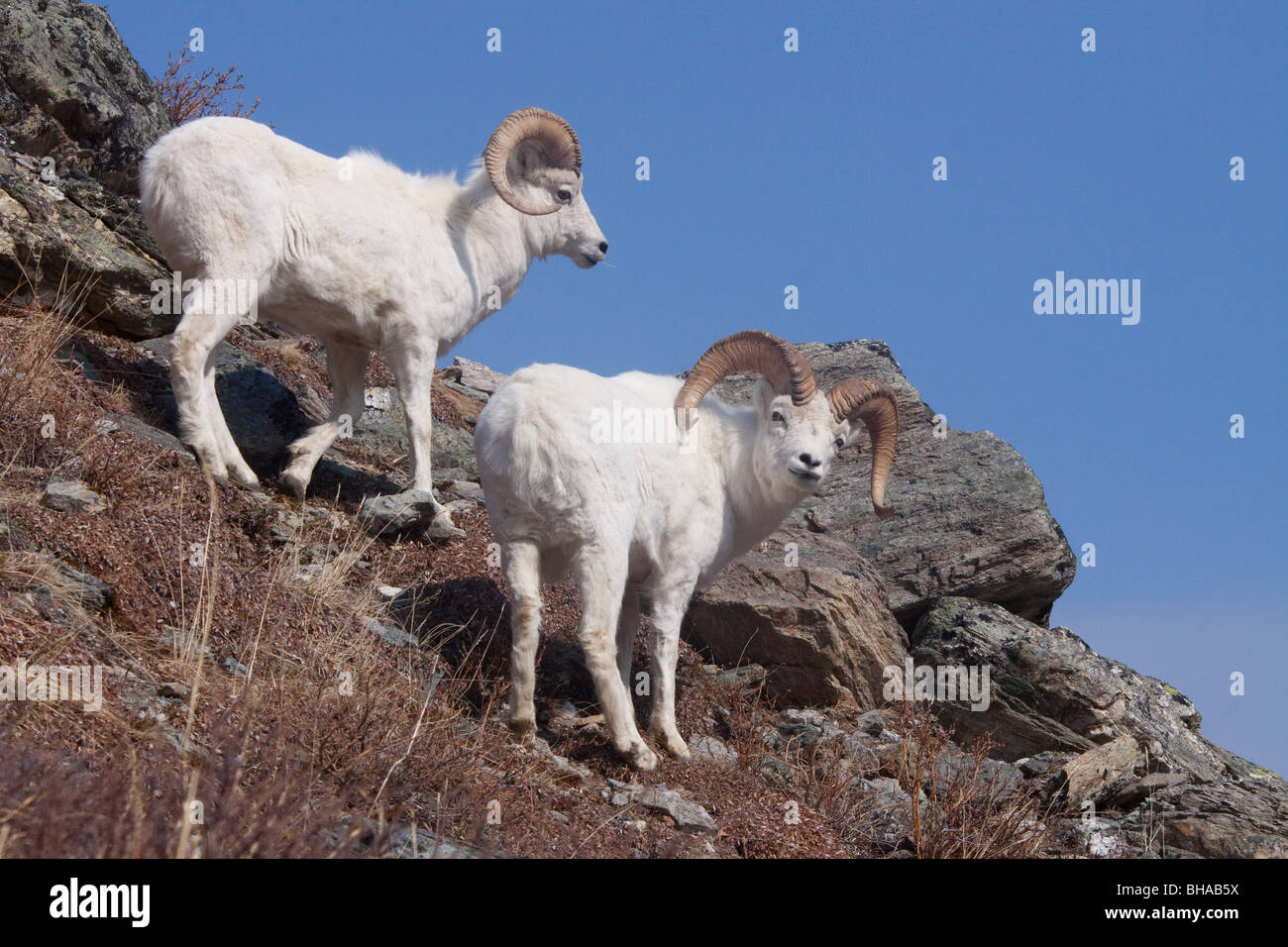 Two full curl ram dall sheep hi-res stock photography and images - Alamy